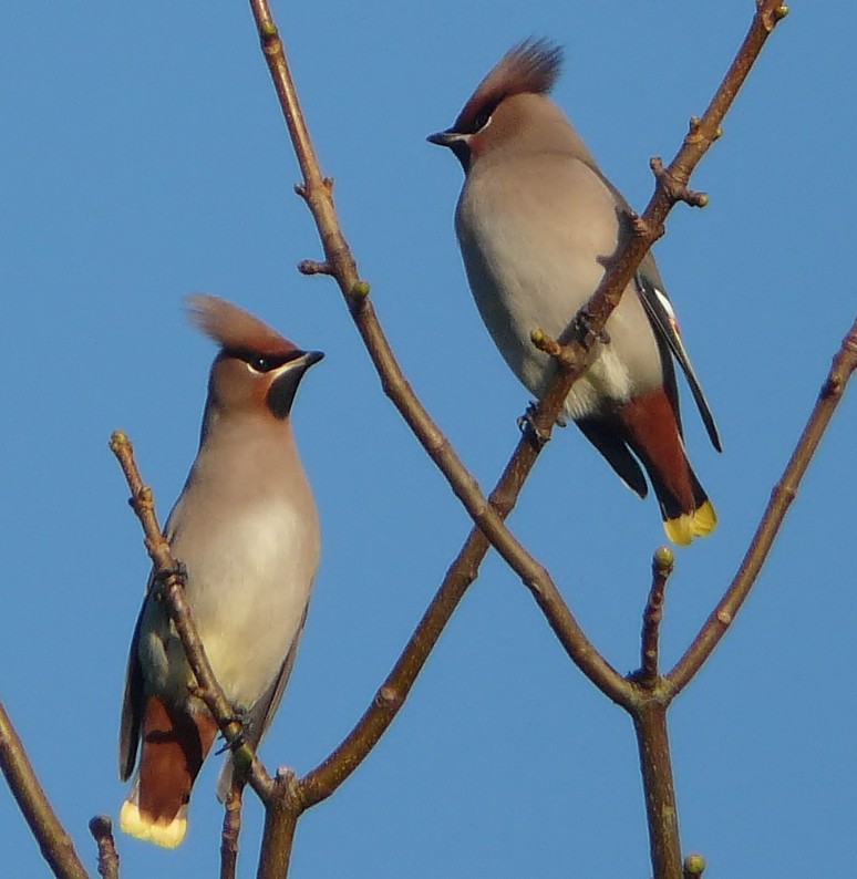 Waxwings Arran Birding